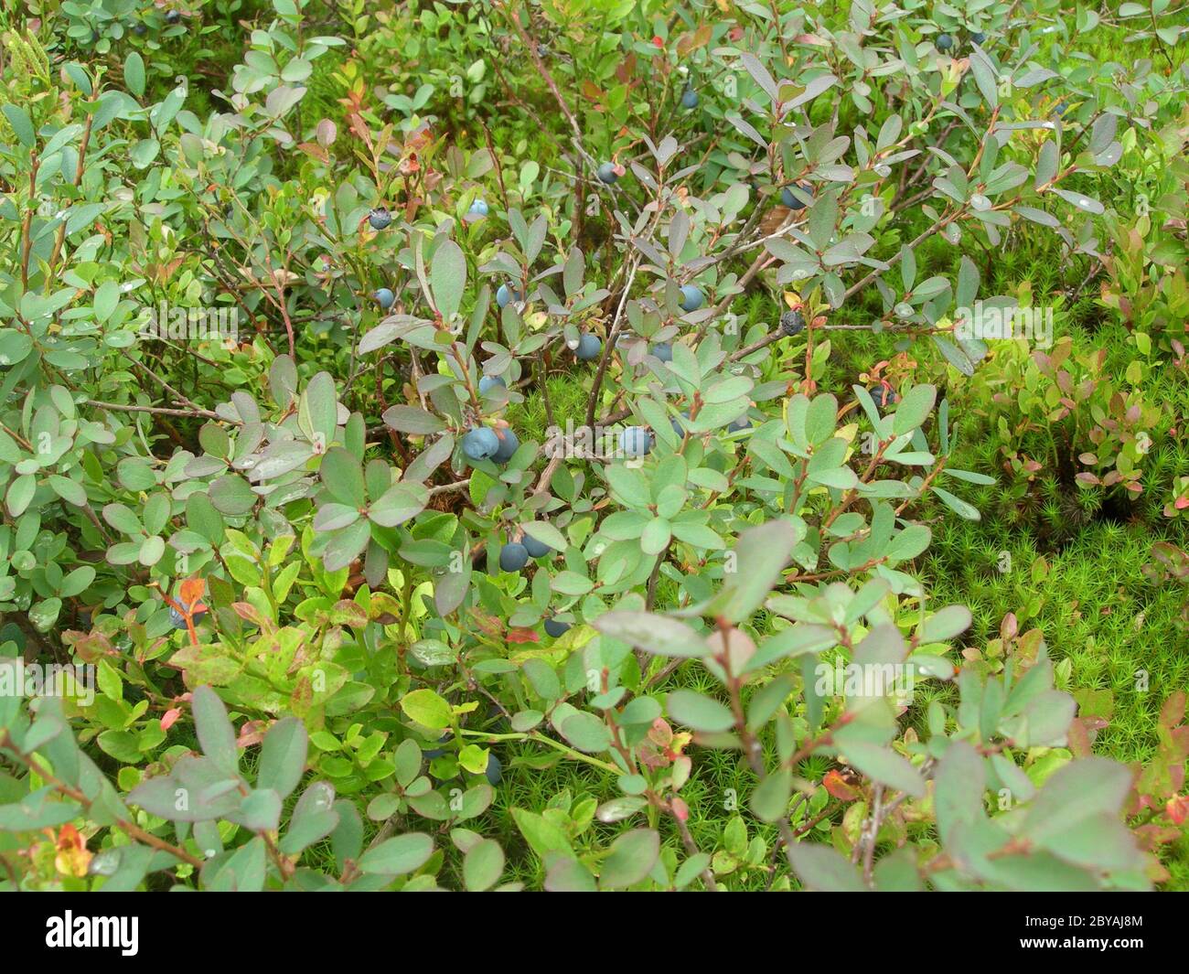 Bog Bilberries High Resolution Stock Photography and Images - Alamy