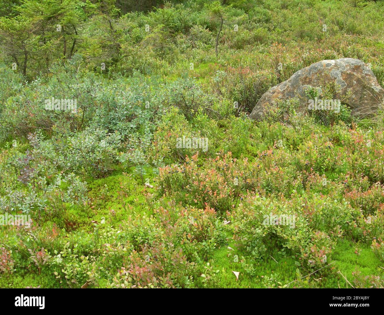 Bog Bilberries High Resolution Stock Photography and Images - Alamy