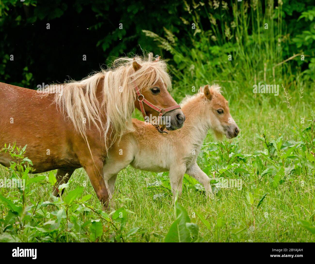A very small and cute foal of a chestnut shetland pony, near to it`s ...