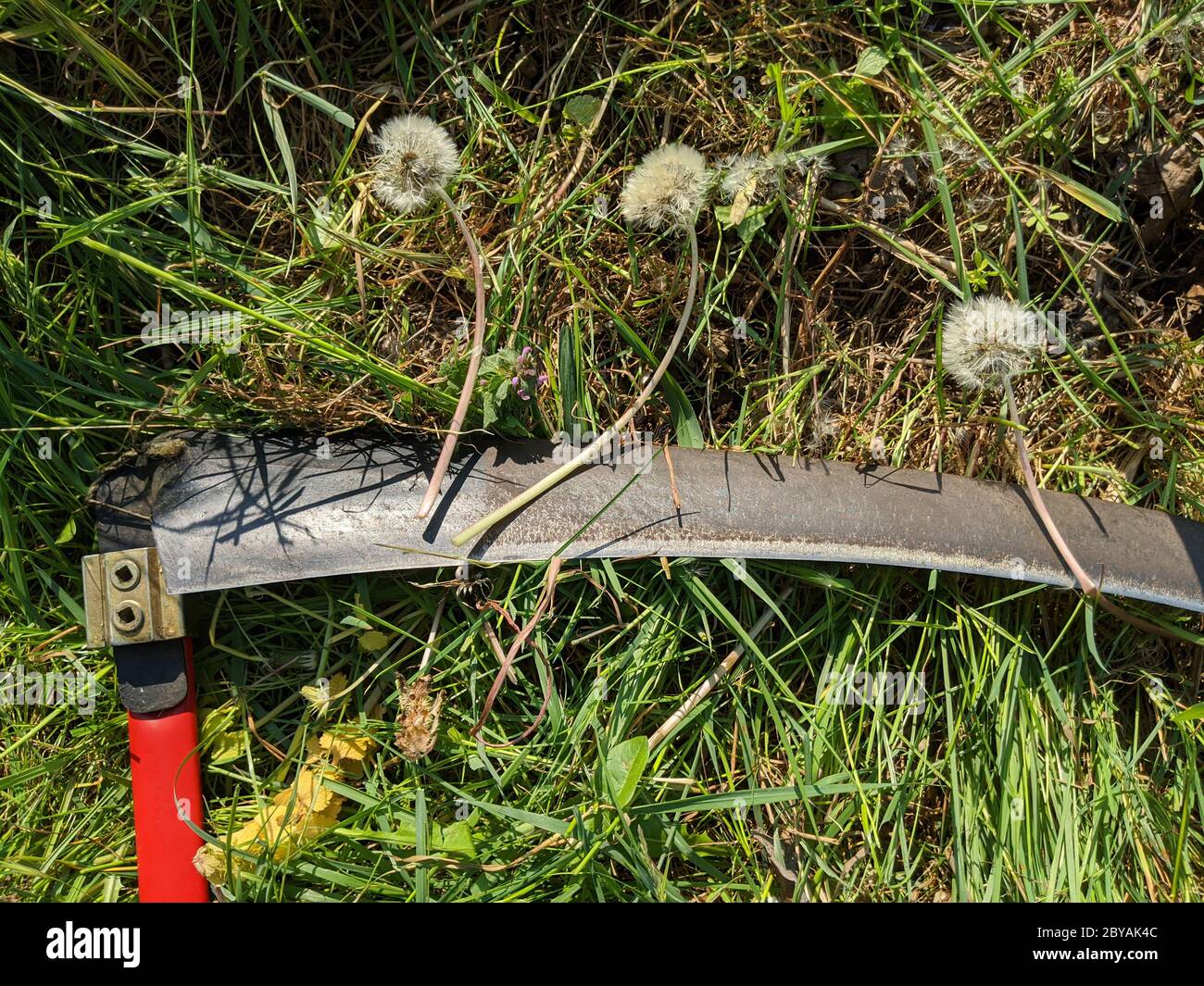 mowing the lawn in the traditional way with scythe Stock Photo - Alamy