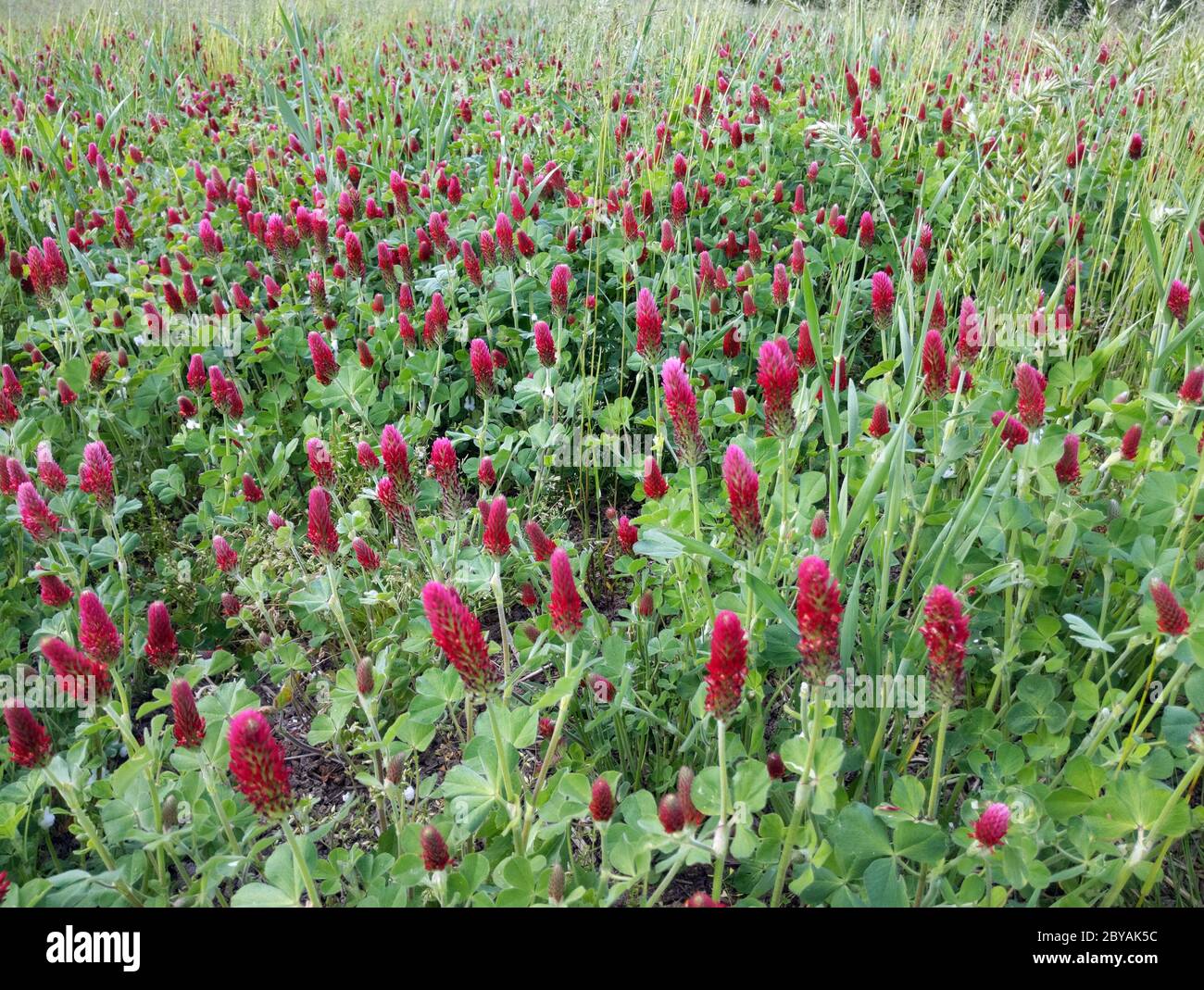 Trifolium incarnatum flowering at spring time Stock Photo - Alamy