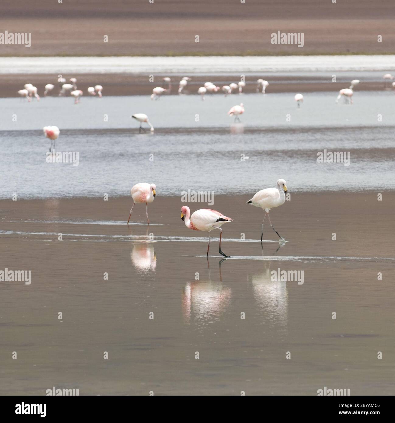 Migrating flamingos hi-res stock photography and images - Alamy