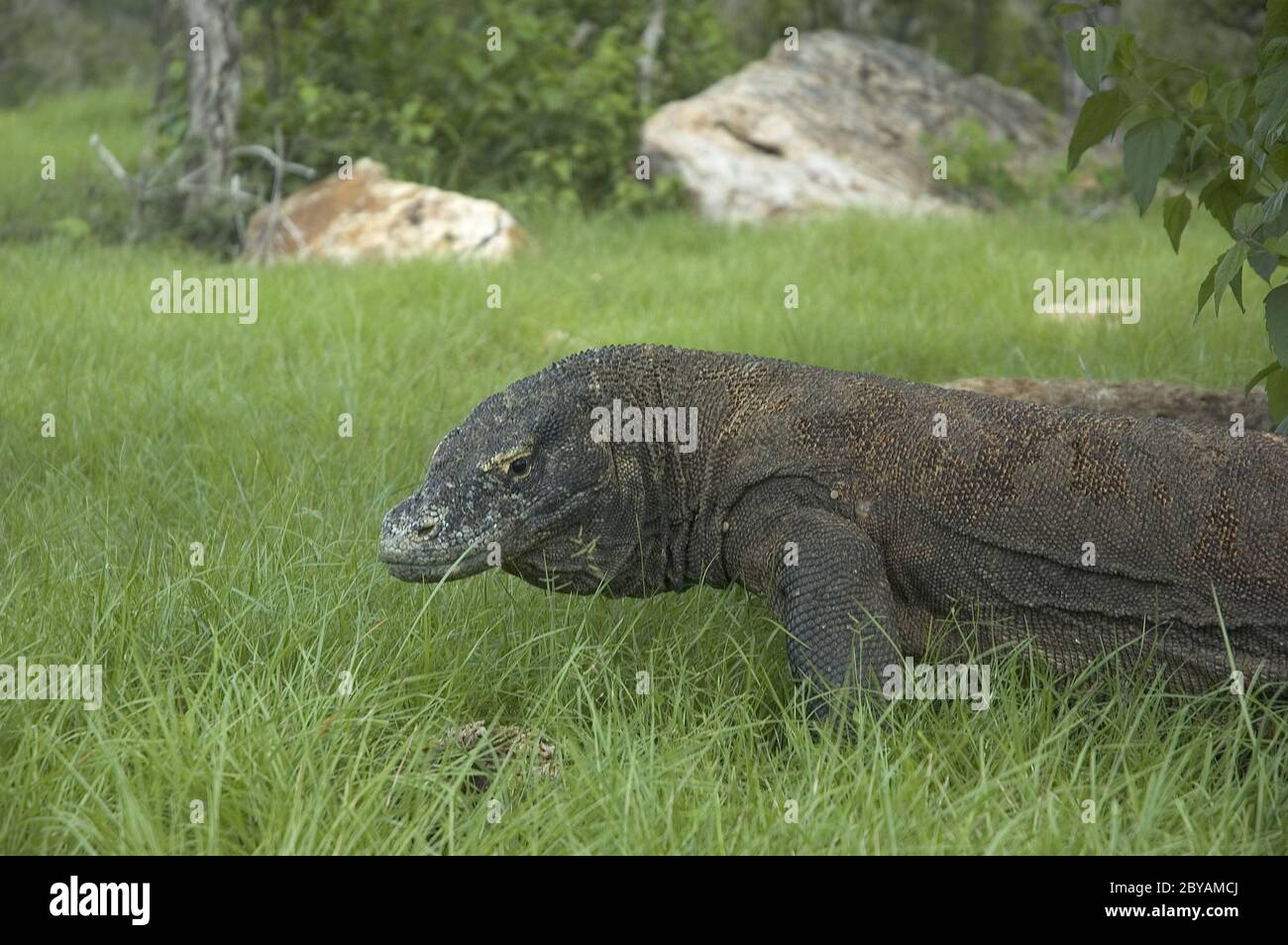 Komodo dragon claw hi-res stock photography and images - Alamy