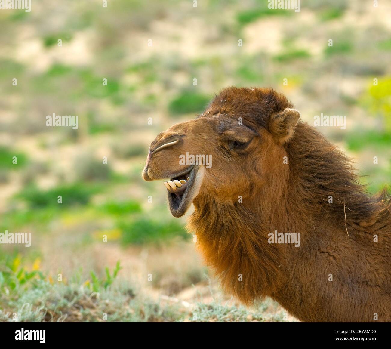 Desert culture hi-res stock photography and images - Alamy