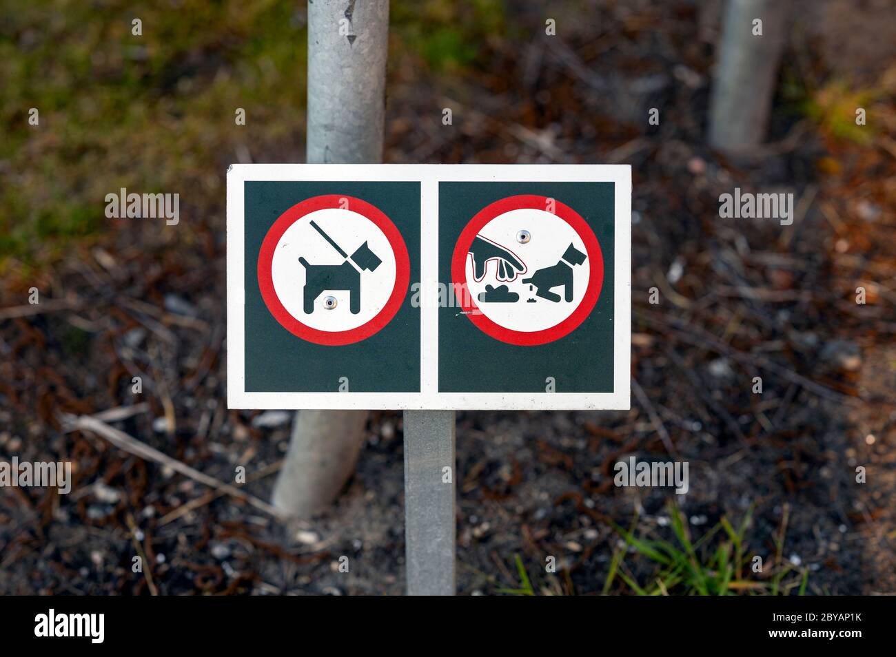 dog on leash and pick up dog poo sign Stock Photo - Alamy