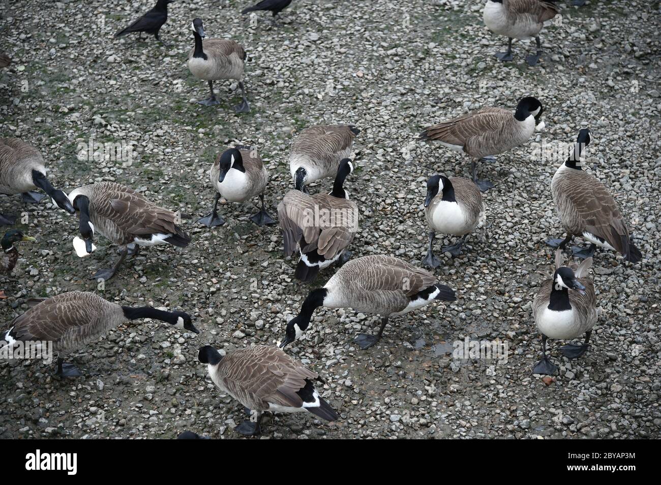 Collection of Ducks feeding on river bank Stock Photo - Alamy