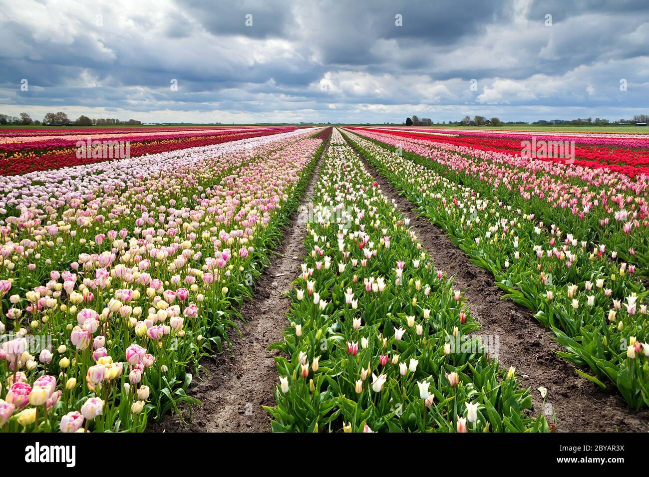 Rows of pink tulips hi-res stock photography and images - Alamy