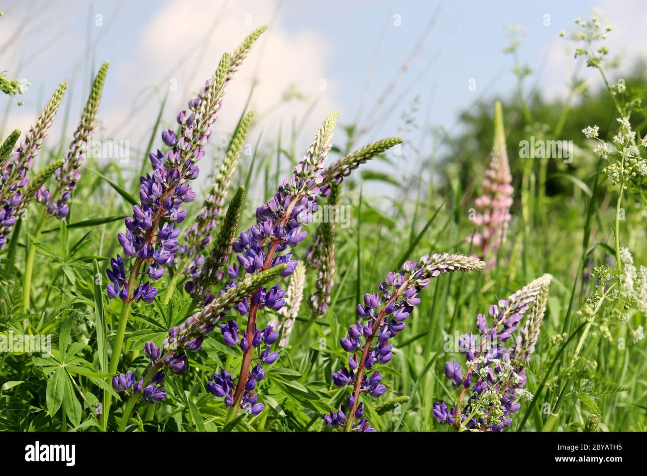 Purple lupin flowers blooming on a summer mountain meadow. Wildflowers ...