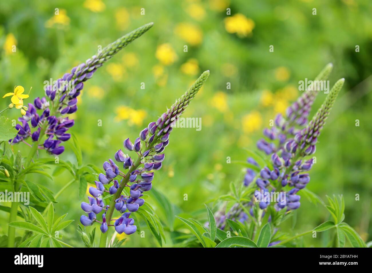 Lupin field hi-res stock photography and images - Alamy