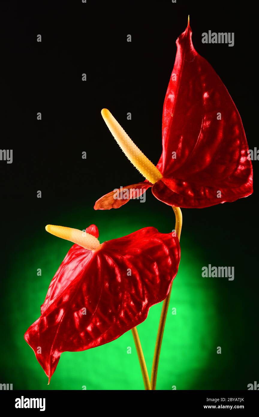 Anthurium flower on studio shot Stock Photo - Alamy