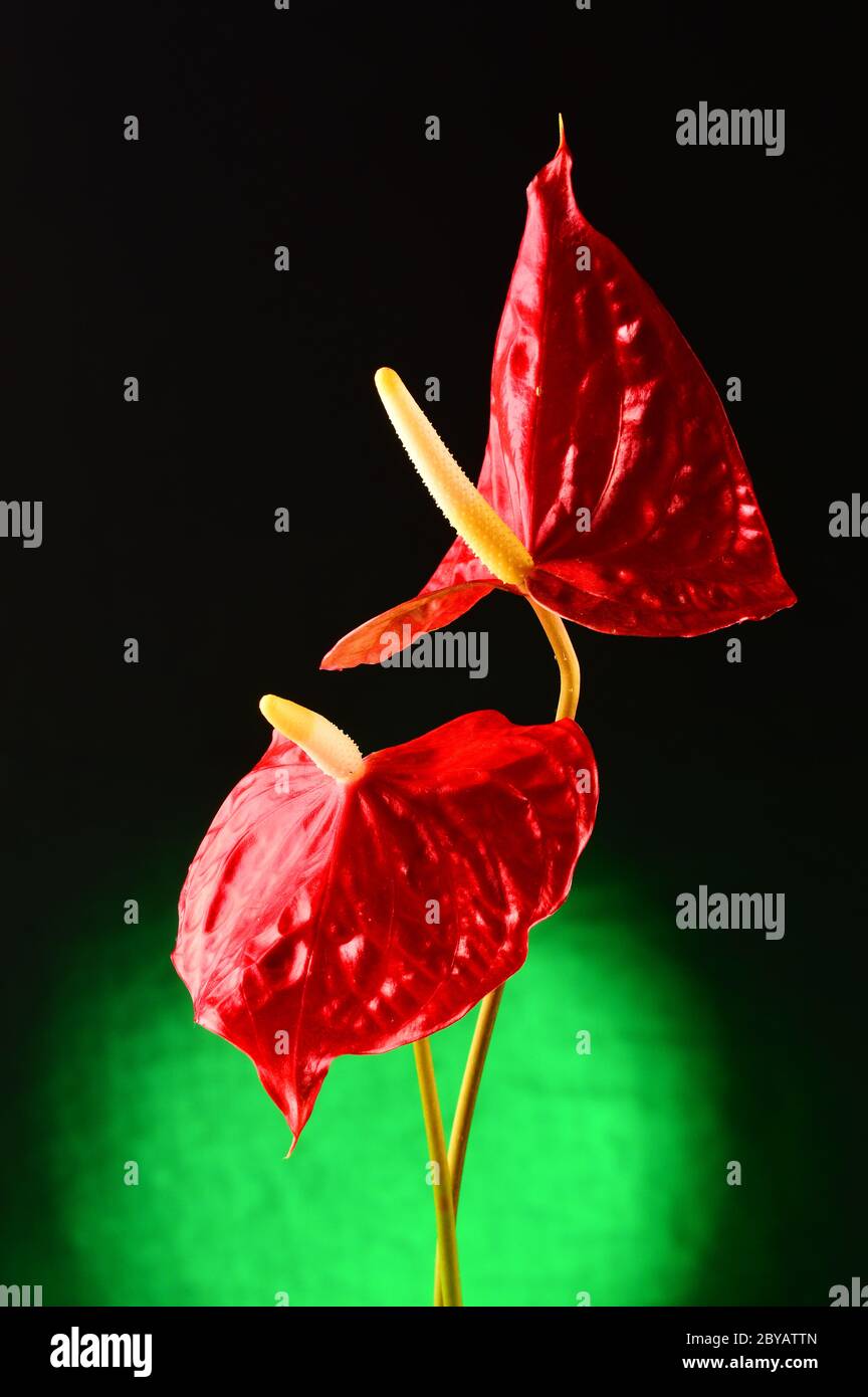 Studio flower shot hi-res stock photography and images - Alamy