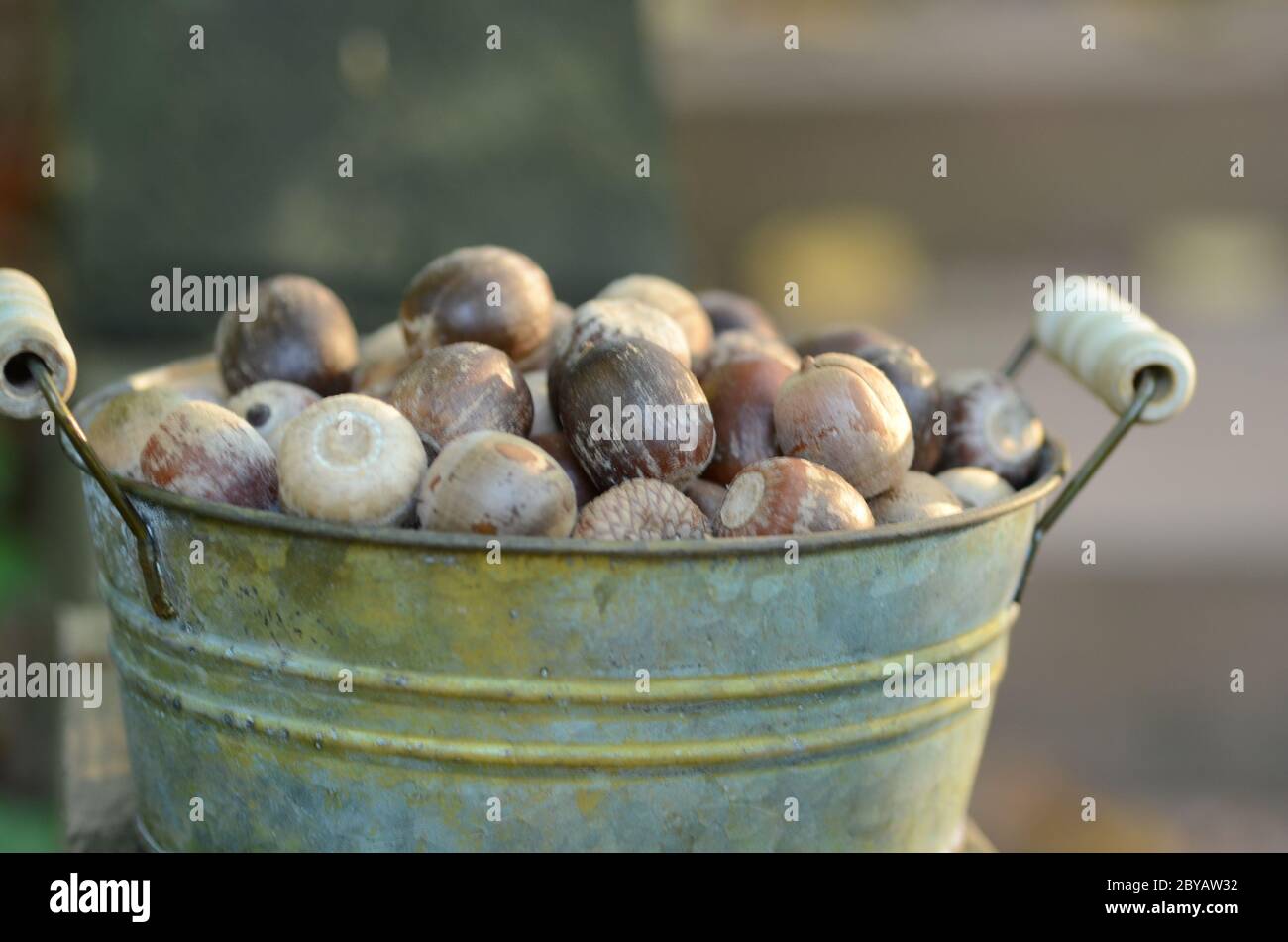 FALL CLASSIC: The collecting of acorns are a signature activity and ...