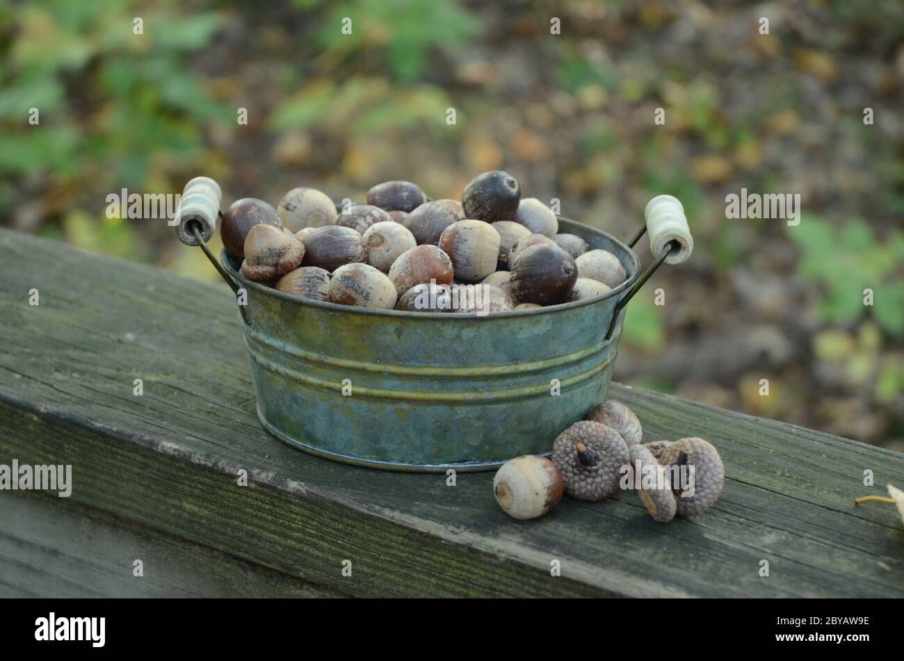 FALL CLASSIC: The collecting of acorns are a signature activity and ...