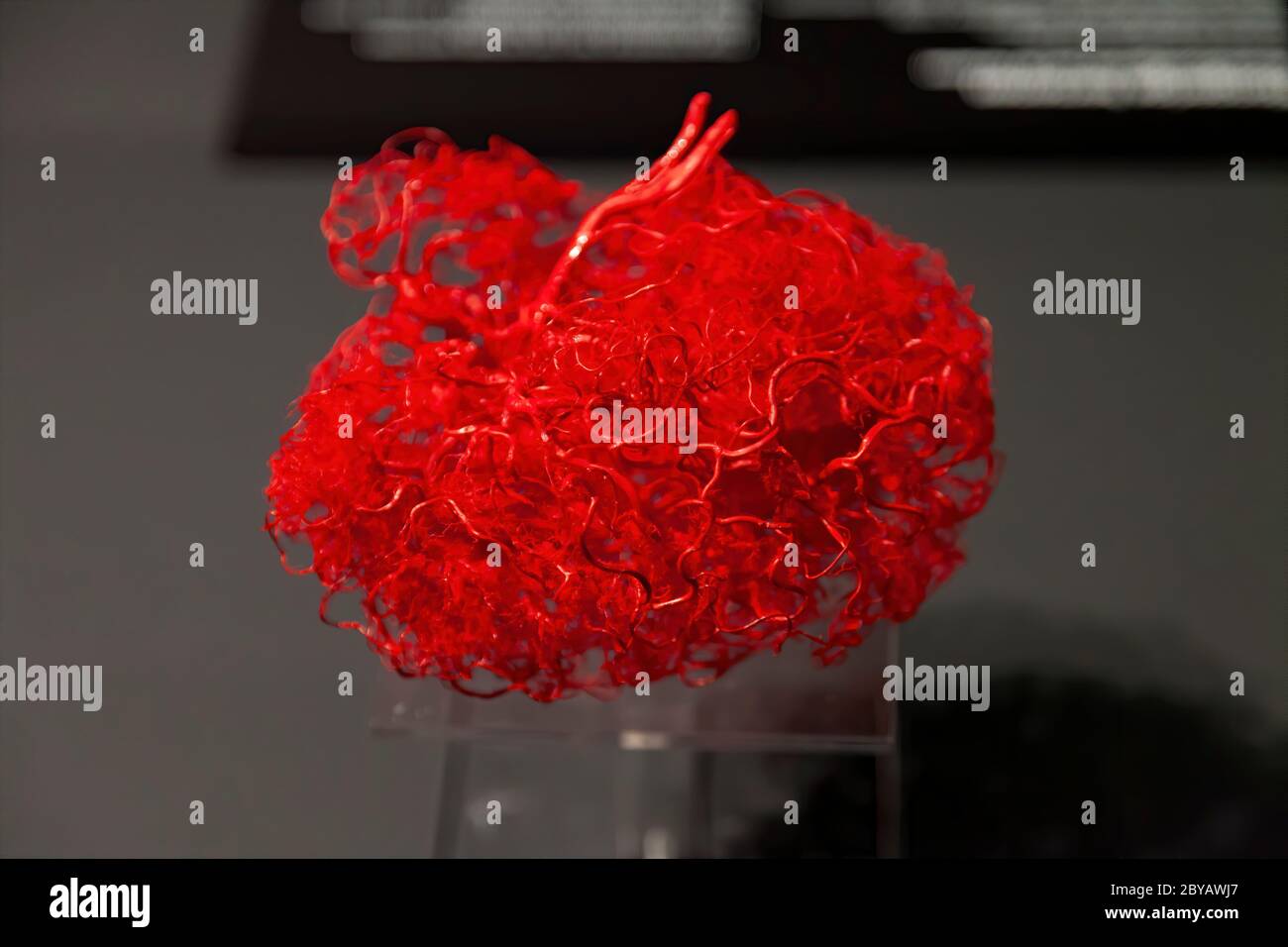 BODY WORLDS Amsterdam is part of a more significant set of exhibitions ...