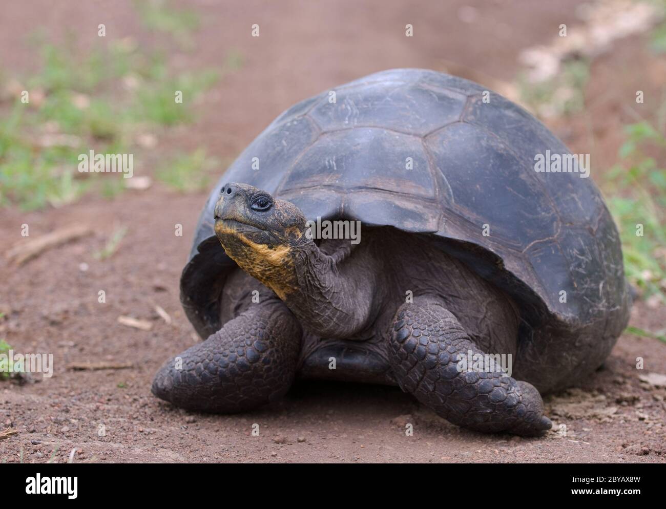 giant turtle, galapagos islands, ecuador Stock Photo - Alamy