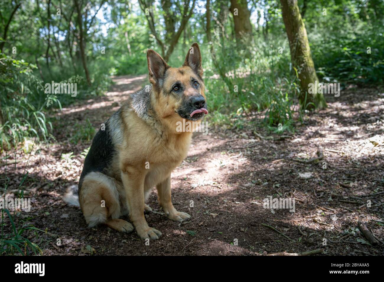 German Shepherd pulling a face in the woods Stock Photo - Alamy