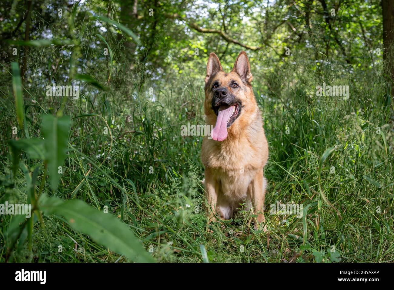 Alsatian in the woods Stock Photo - Alamy