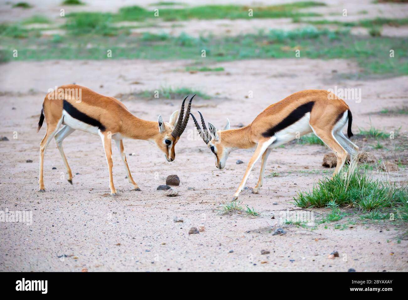Gazelle fighting in crater hi-res stock photography and images - Alamy