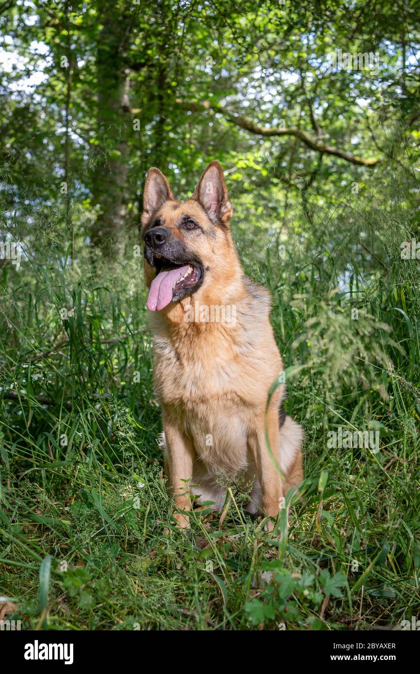 Alsatian in the woods Stock Photo - Alamy