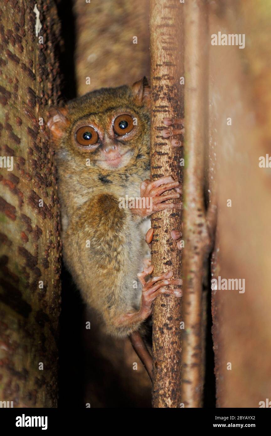 Tarsier, the smallest primate, Tangkoko, Sulawesi Tarsier, the smallest ...