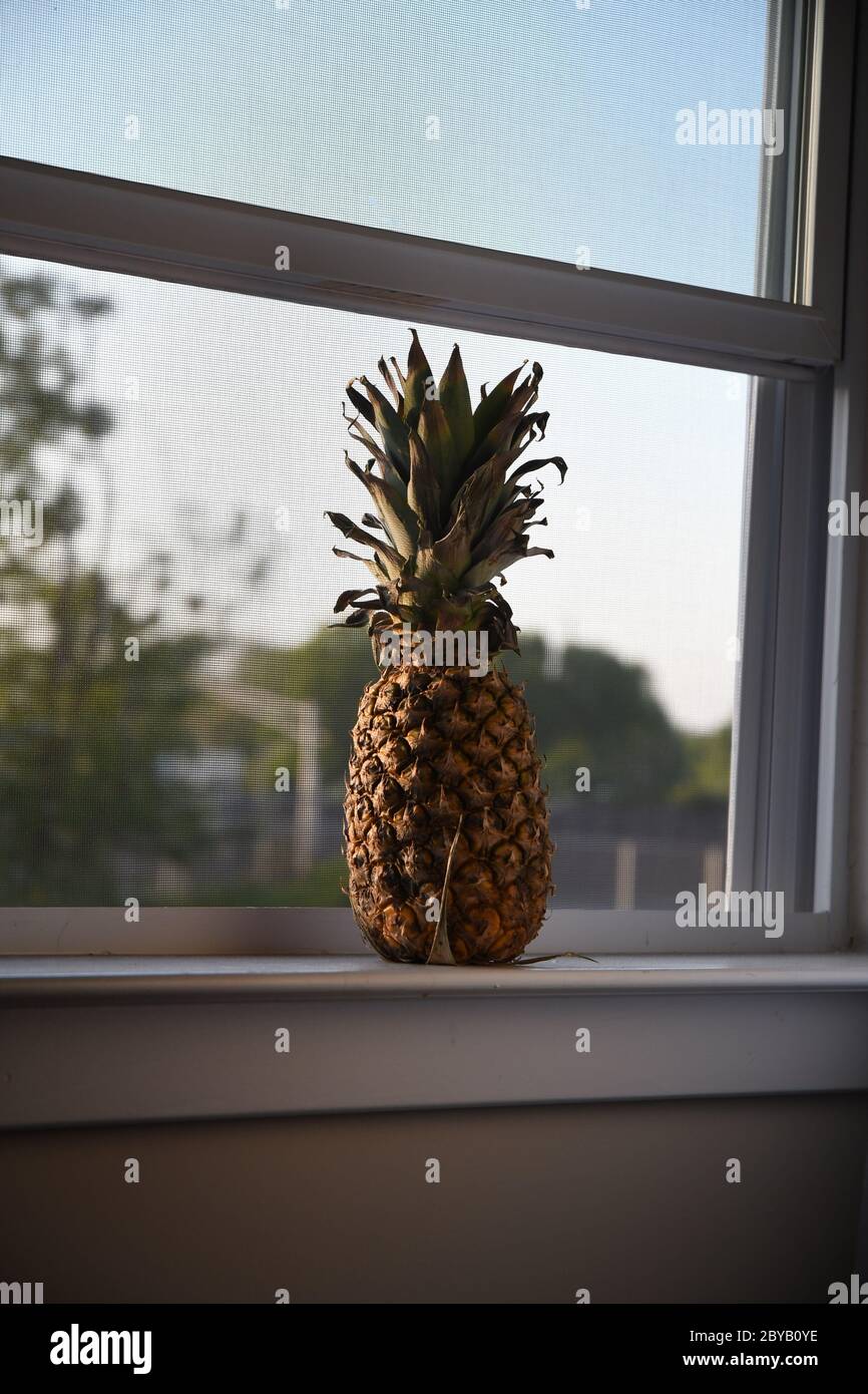 Island dreams: A single pineapple sits on the window seal of an ...