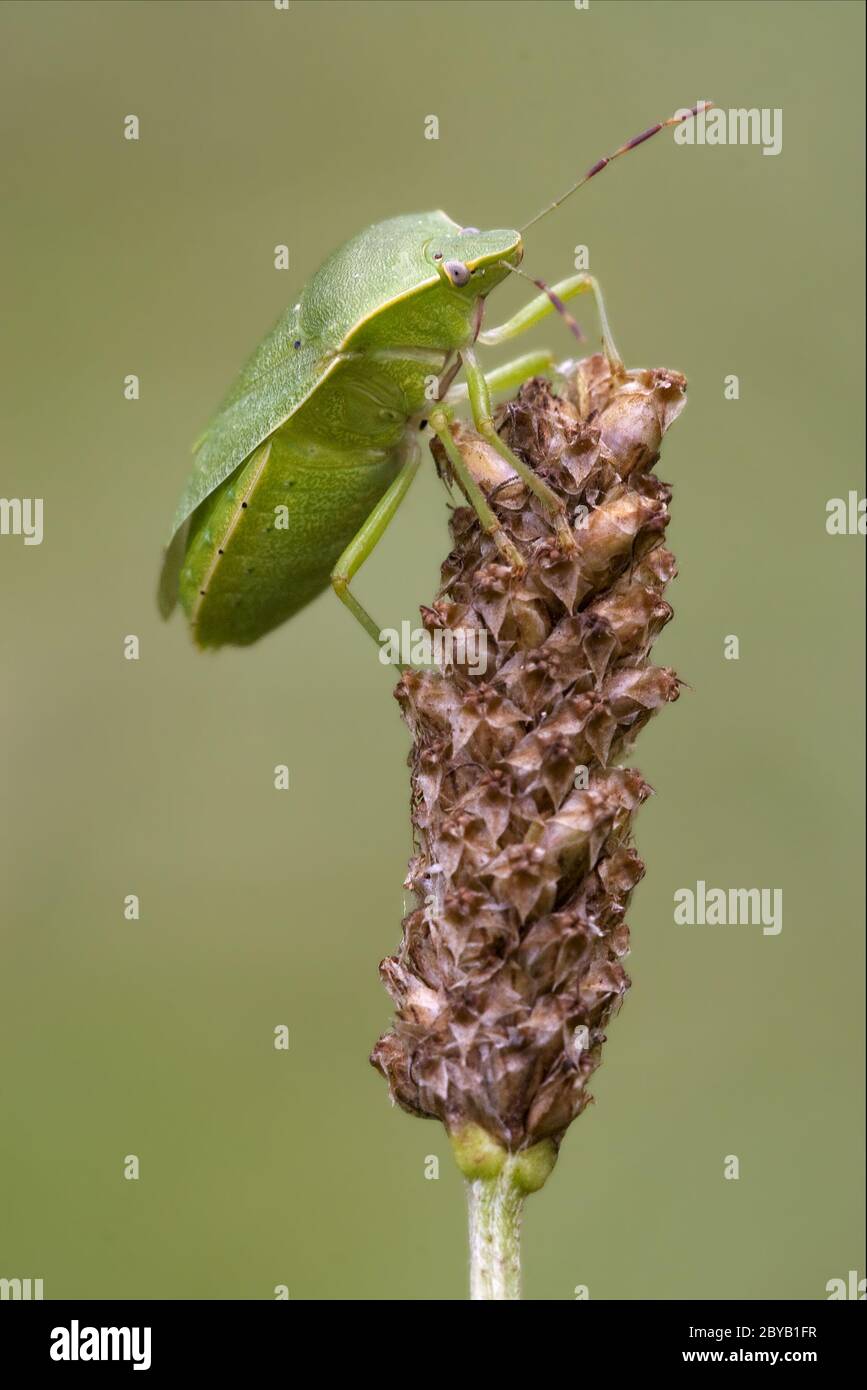 Heteroptera pentatomidae on a flower Stock Photo - Alamy