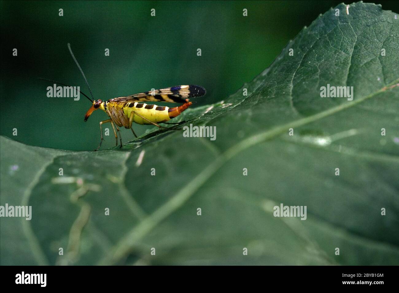 Scorpion fly head panorpa hi-res stock photography and images - Alamy