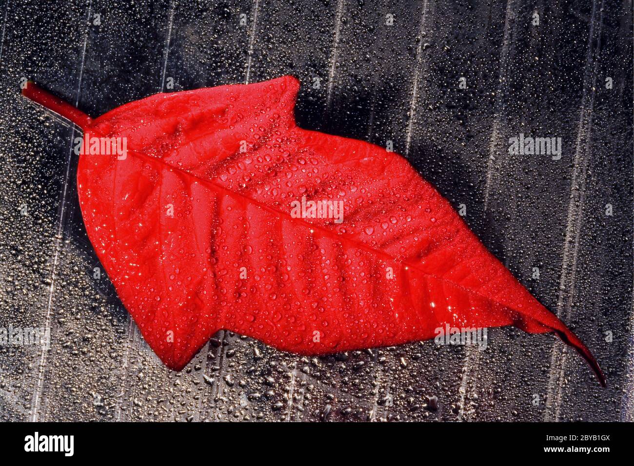 abstract red leaf Stock Photo - Alamy