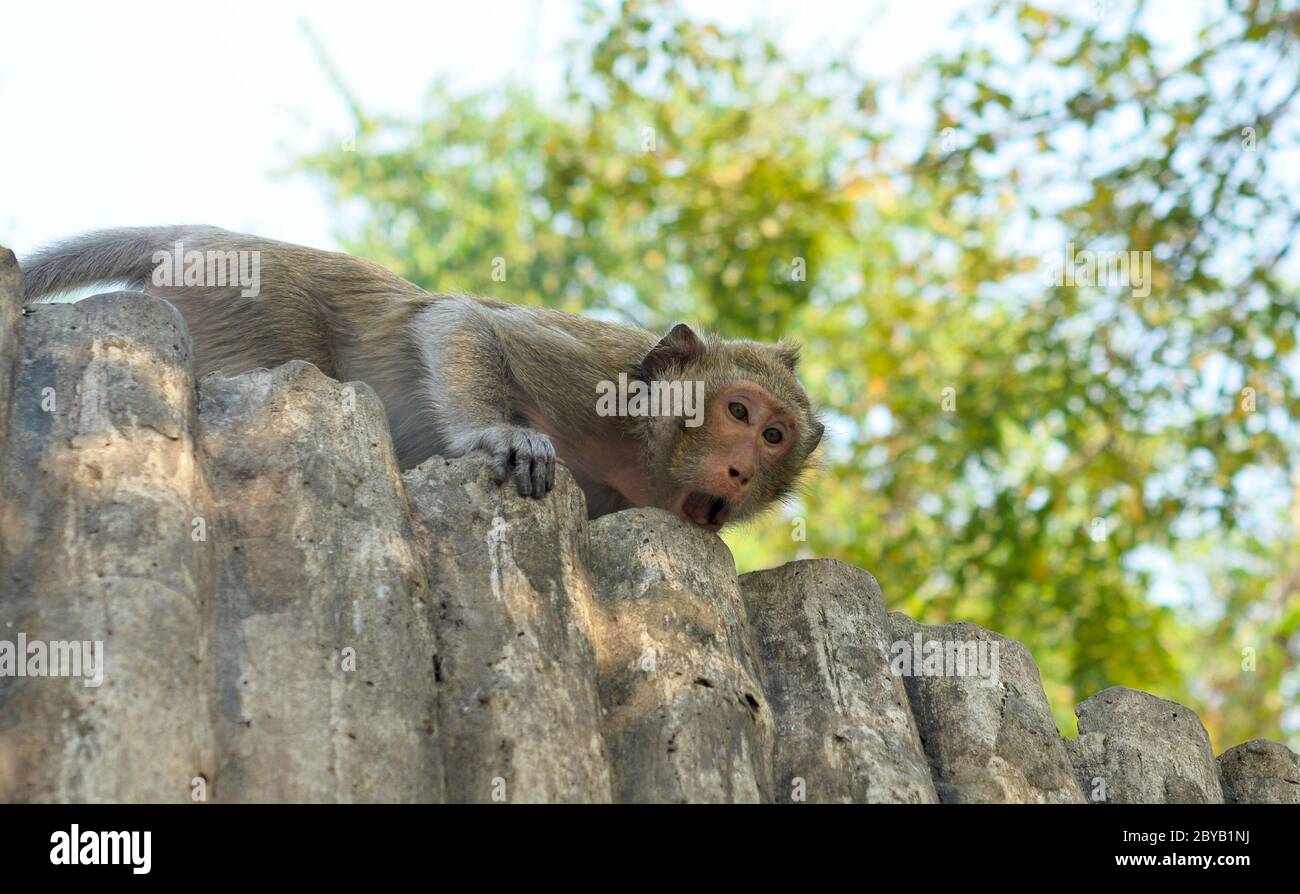 Angry monkey hi-res stock photography and images - Alamy