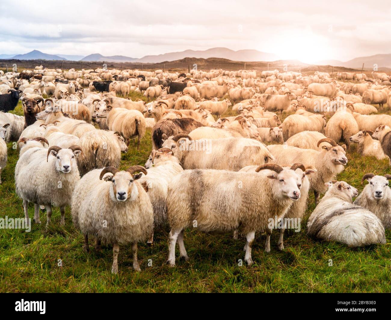 Merino meat sheep hi-res stock photography and images - Alamy