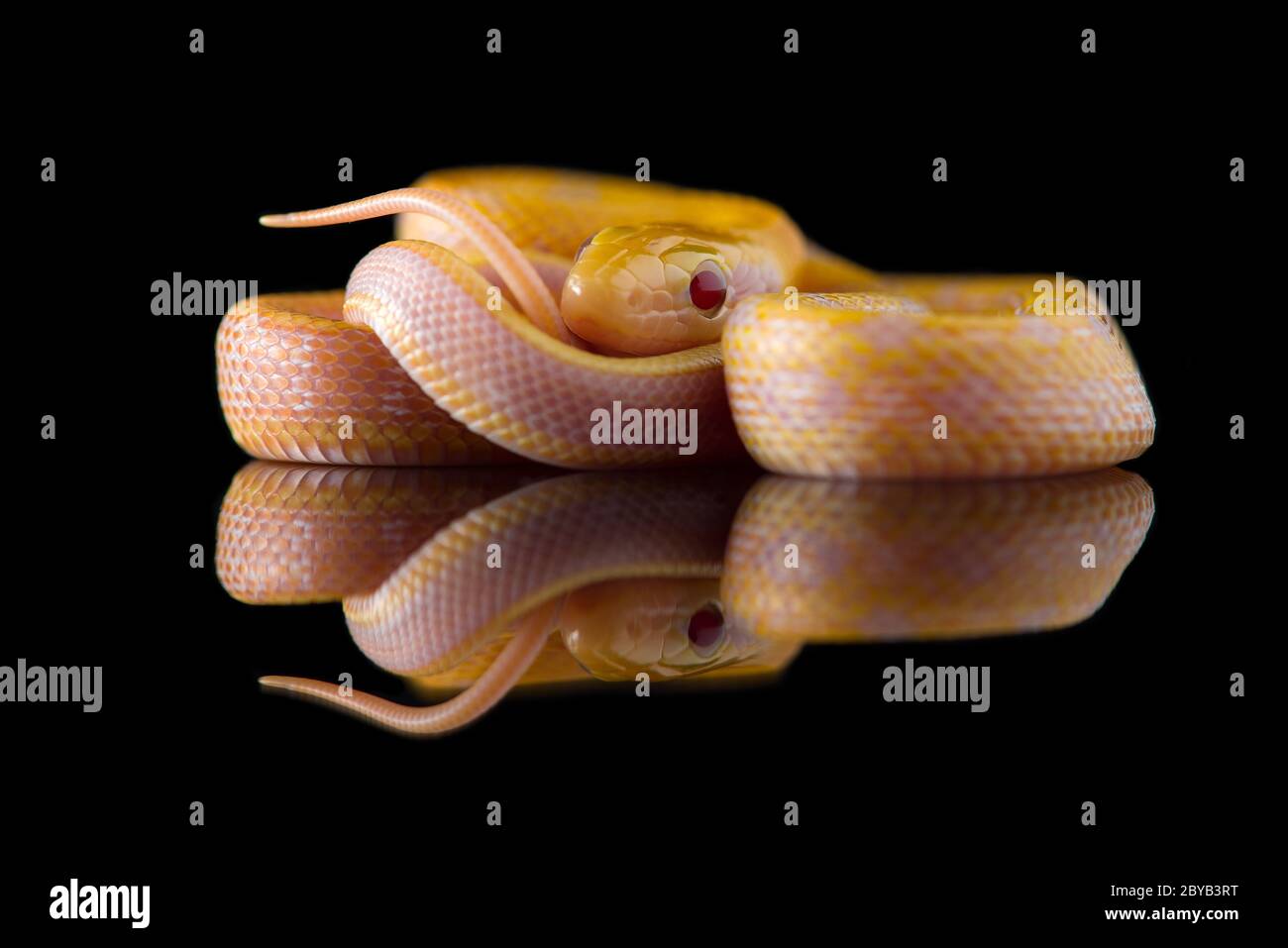 Rat Snake High Resolution Stock Photography and Images - Alamy