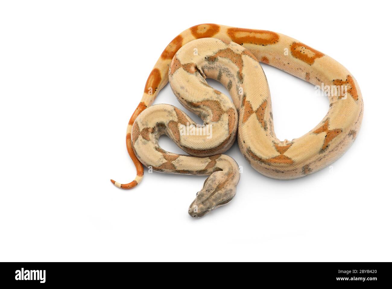 Red Tail Boa isolated on white background Stock Photo - Alamy