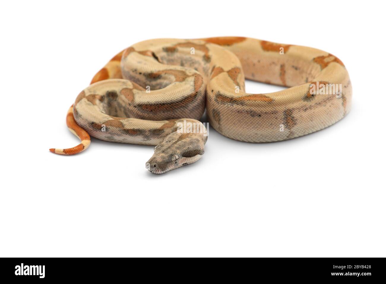 Red Tail Boa isolated on white background Stock Photo - Alamy