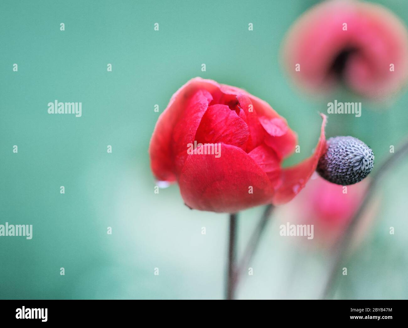 Beautiful poppies on the field Stock Photo - Alamy