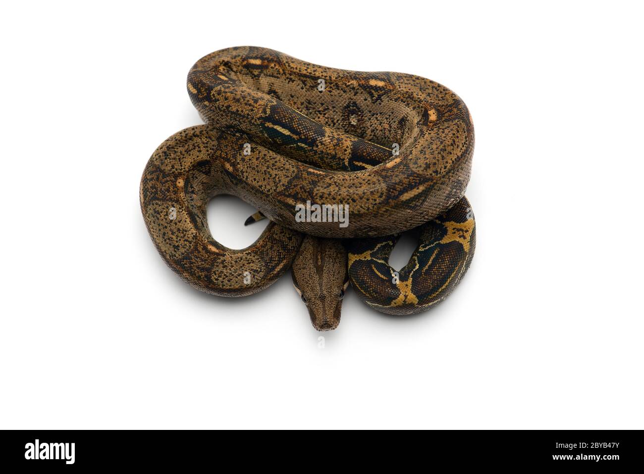 Red Tail Boa isolated on white background Stock Photo - Alamy