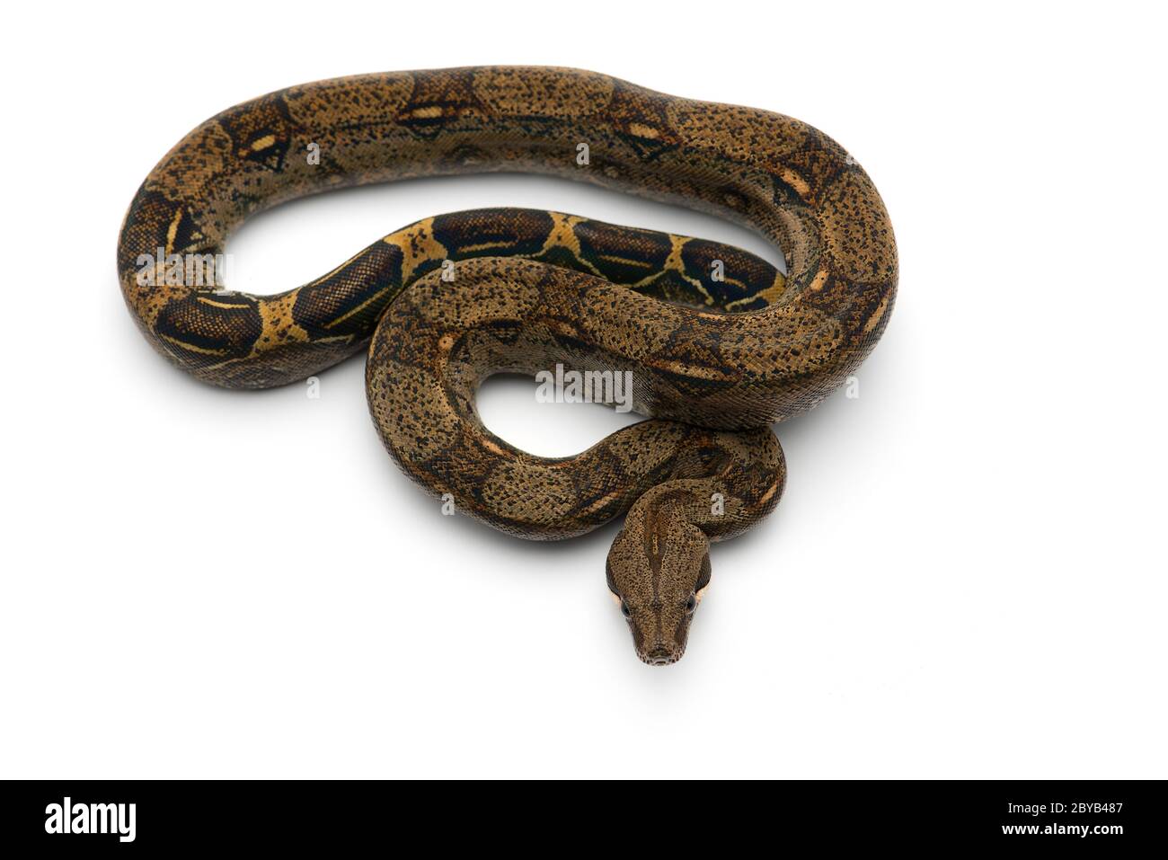 Red Tail Boa isolated on white background Stock Photo - Alamy