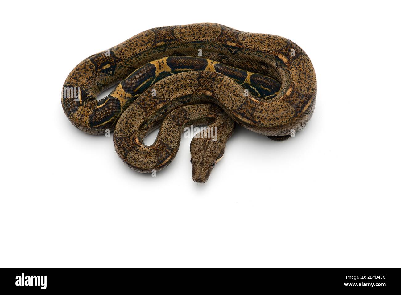 Red Tail Boa isolated on white background Stock Photo - Alamy