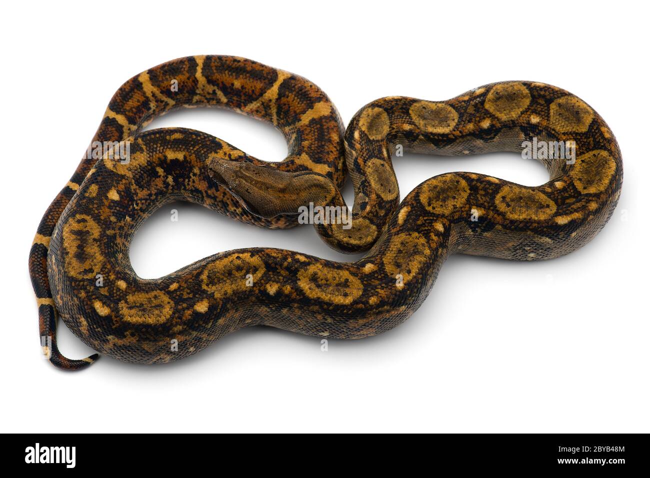 Red Tail Boa isolated on white background Stock Photo - Alamy