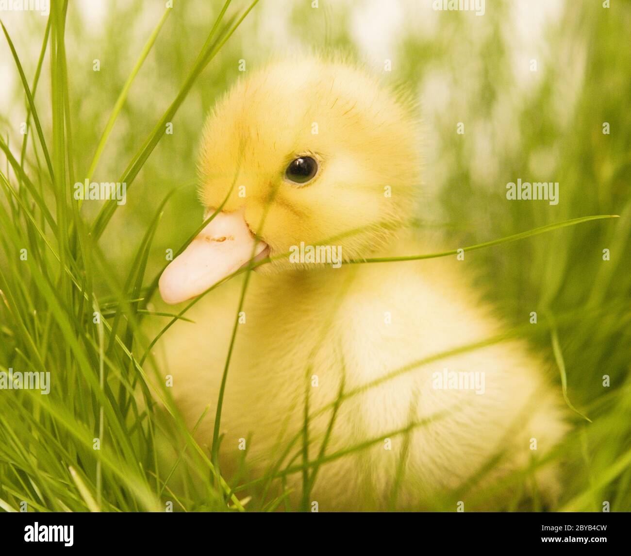Duckling hatch hi-res stock photography and images - Alamy