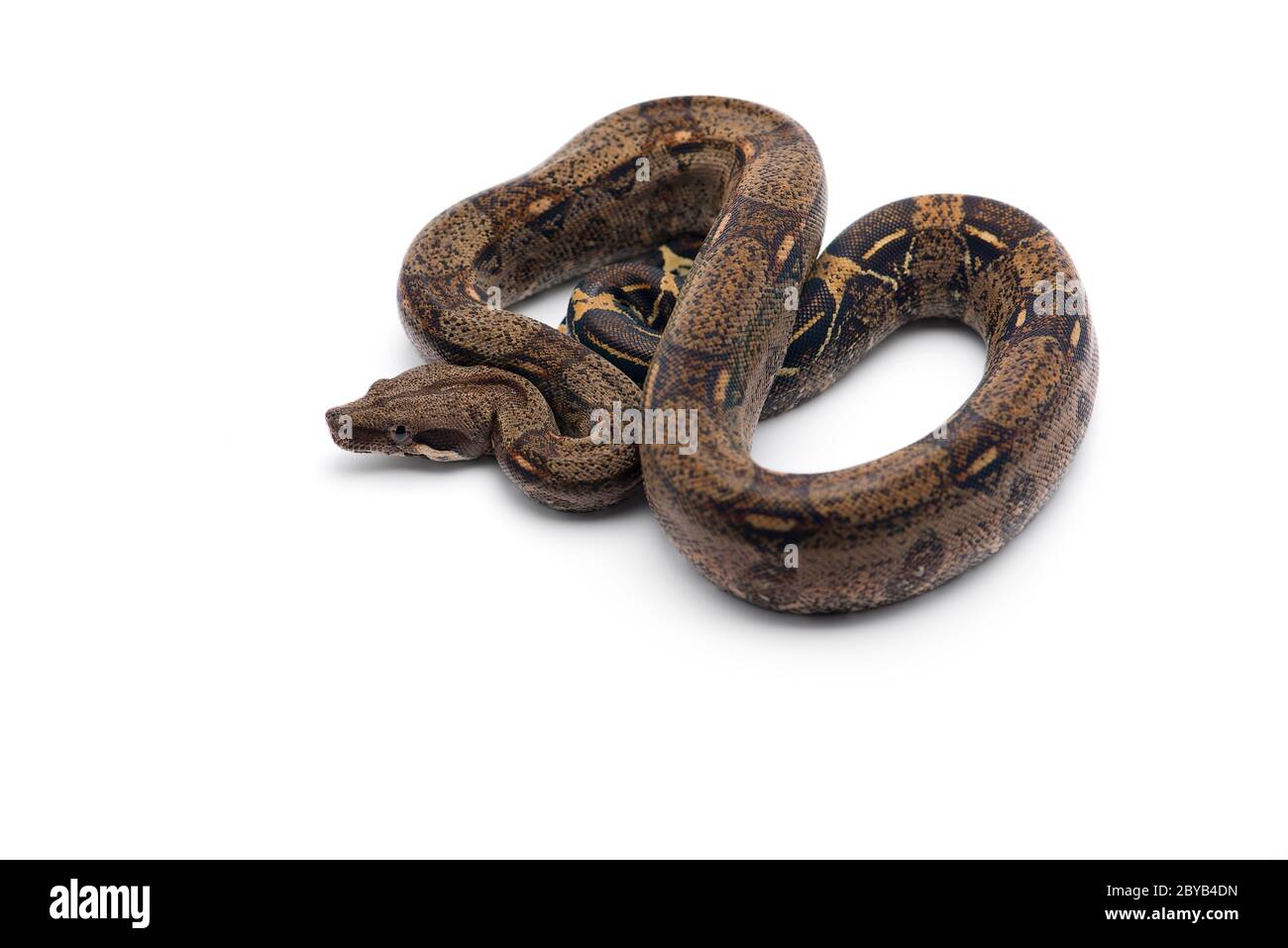 Red Tail Boa isolated on white background Stock Photo - Alamy