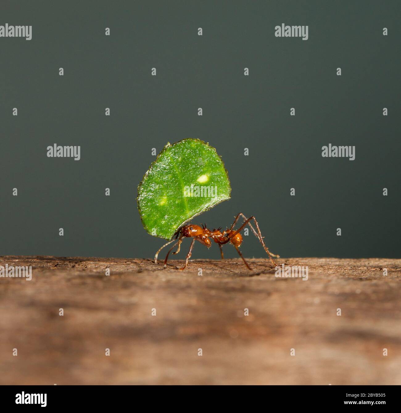 A leaf cutter ant Stock Photo - Alamy