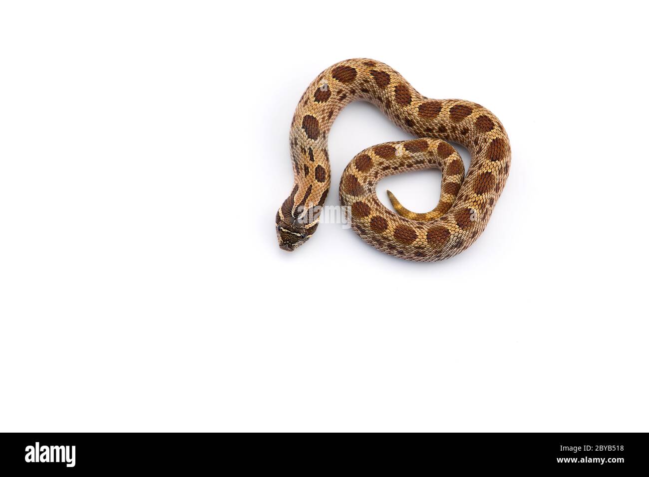 Snake eye beautiful Cut Out Stock Images & Pictures - Alamy