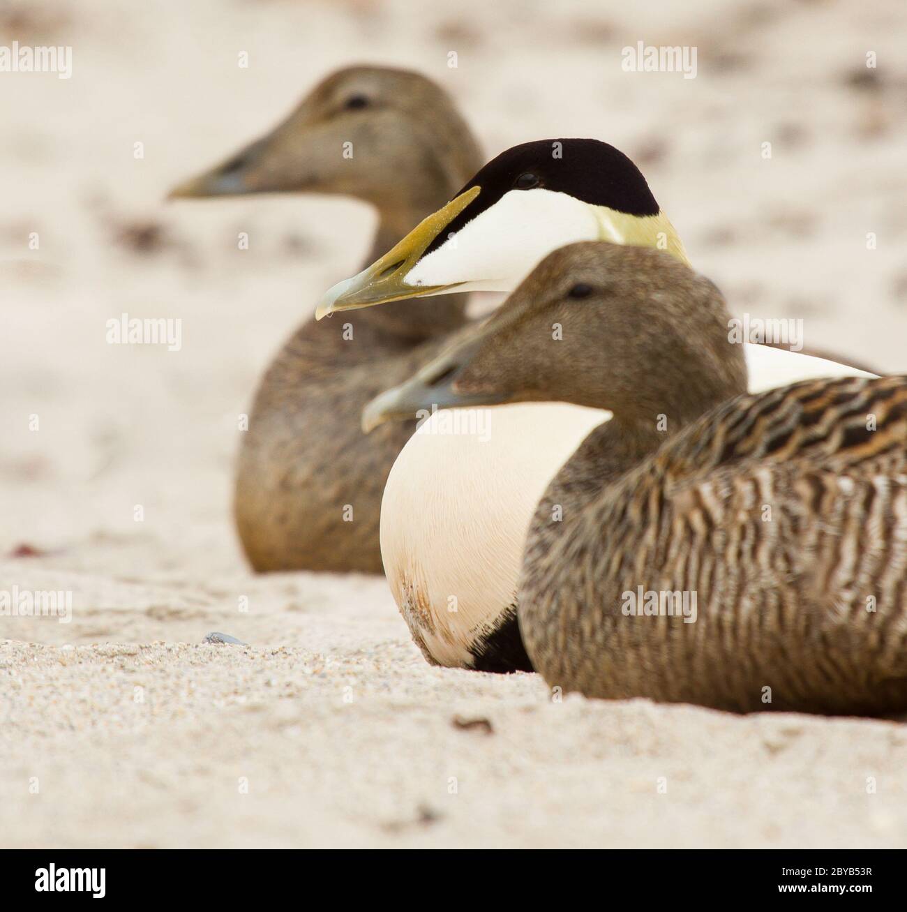 Three common eiders Stock Photo - Alamy