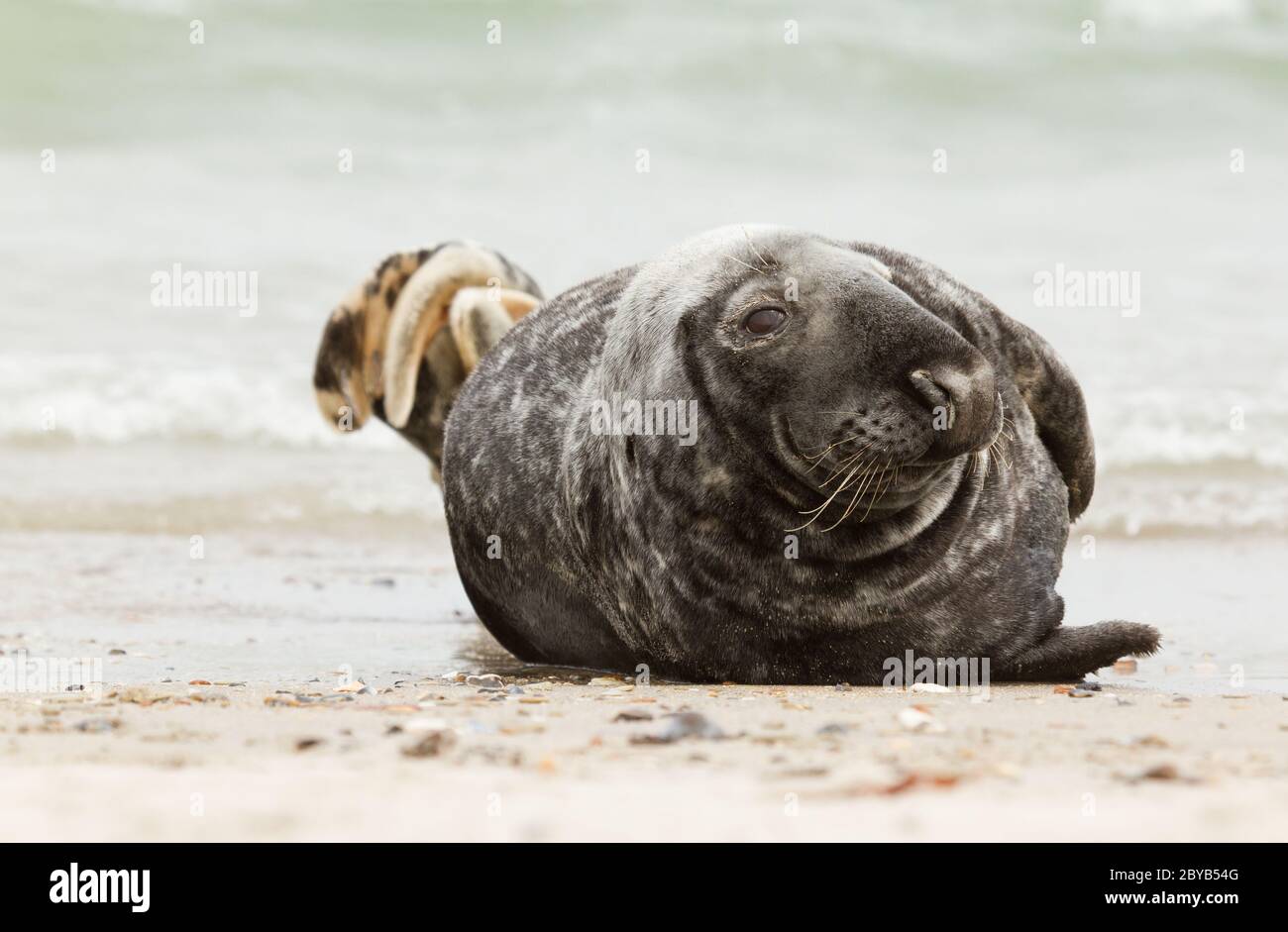 A grey seal Stock Photo - Alamy