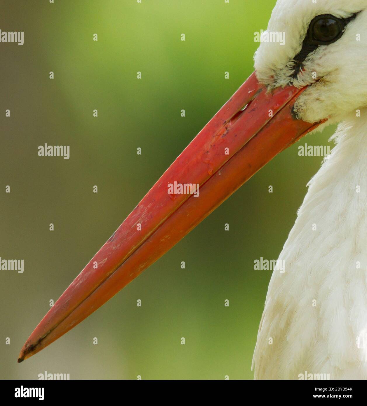 A close-up of a stork Stock Photo - Alamy