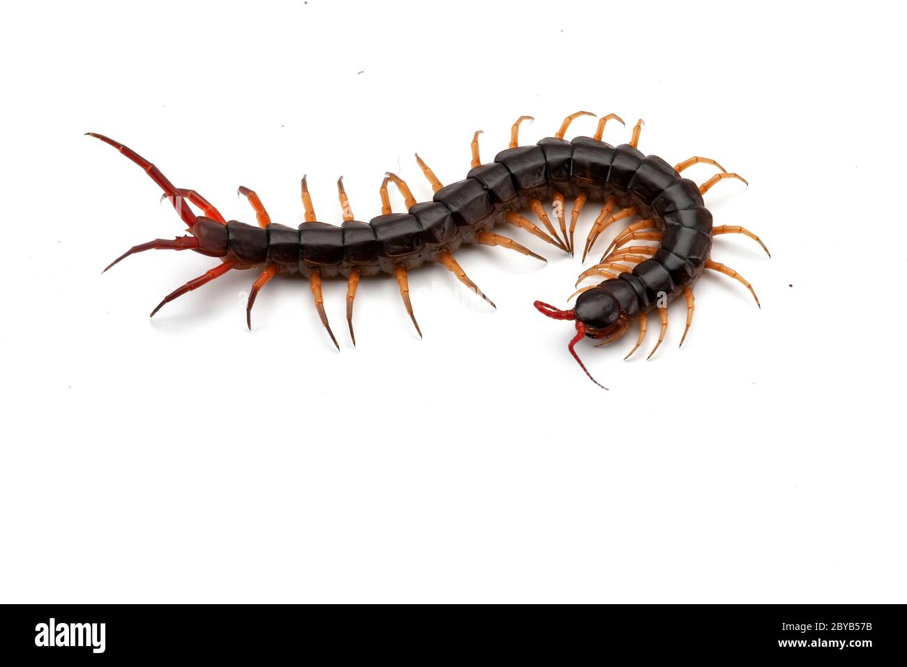 Giant centipede isolated on white background Stock Photo - Alamy