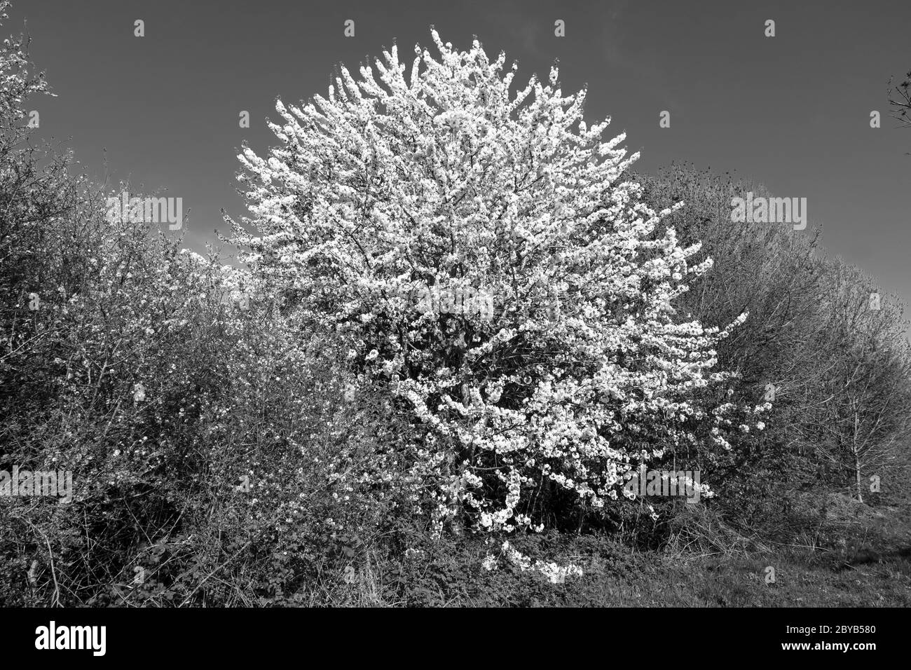 Image trees shrubs in Black and White Stock Photos & Images - Alamy