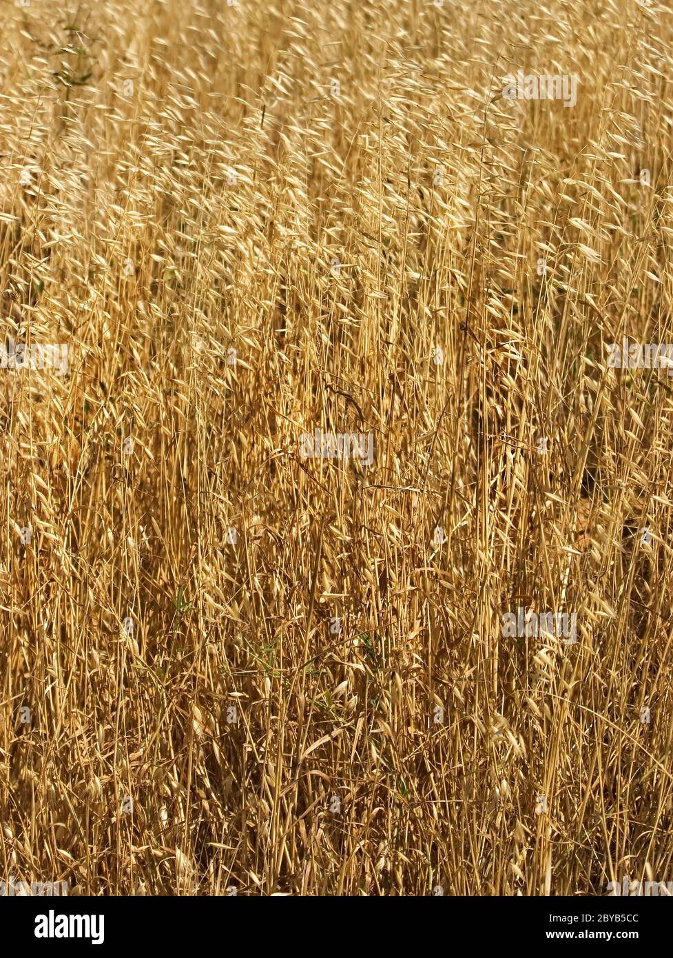 Crop stick hi-res stock photography and images - Alamy