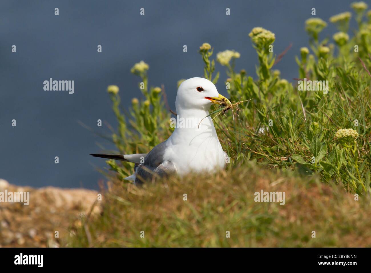Seagull building a nest Stock Photo - Alamy