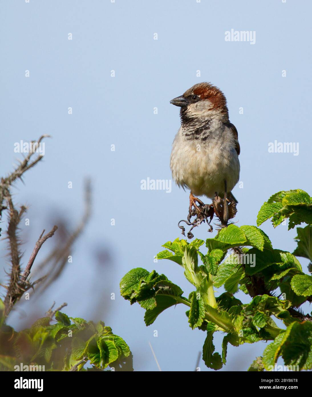 Sparrow photographs hi-res stock photography and images - Alamy